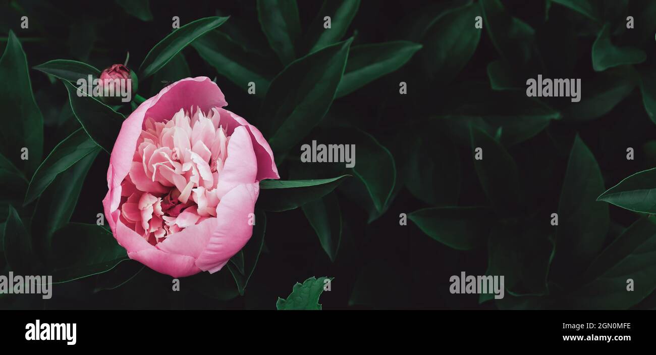 Beautiful nature scenic backdrop with romantic blossom flower. Peonies ...