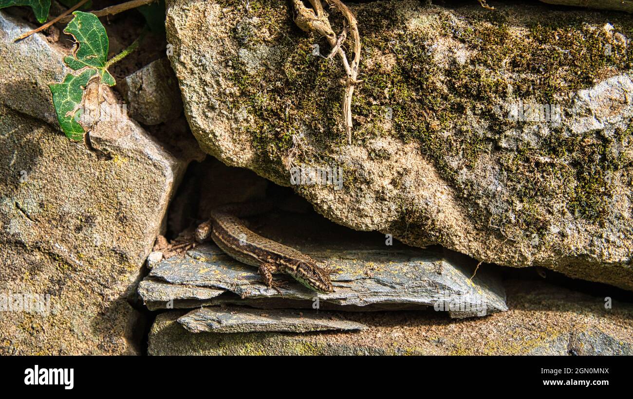 A lizard lurks from its hiding place. A small hunter waiting for ...