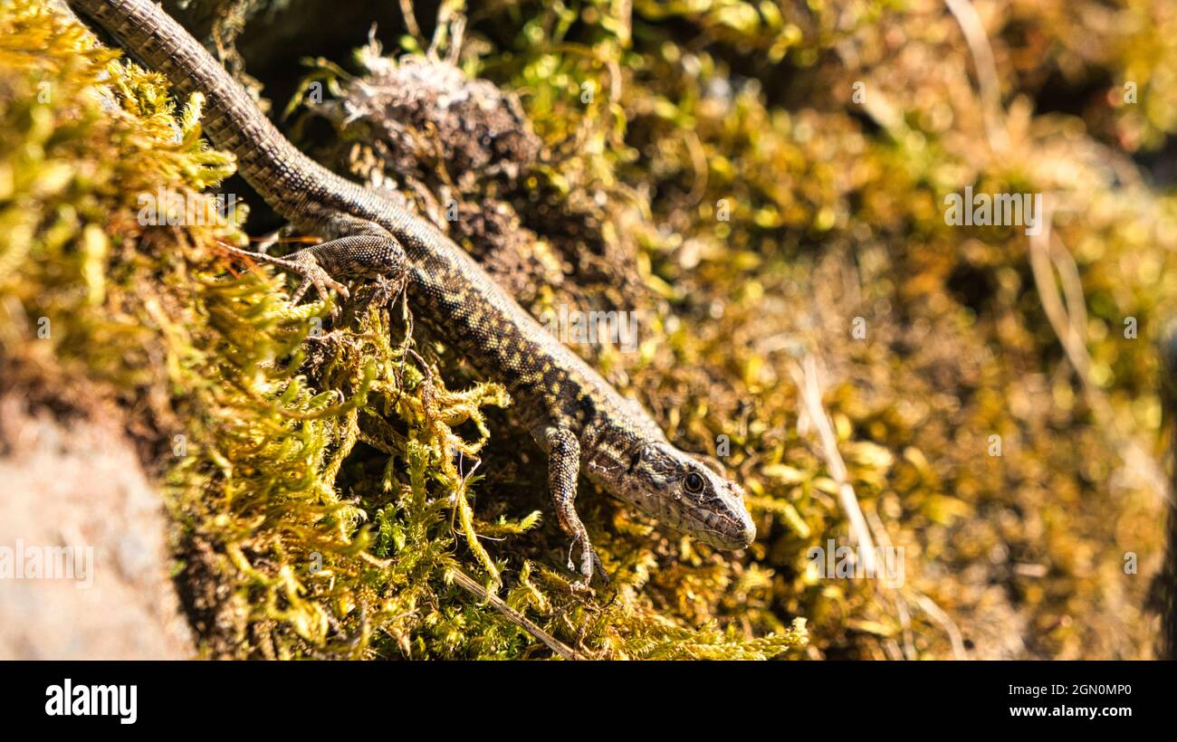 A lizard lurks from its hiding place. A small hunter waiting for ...