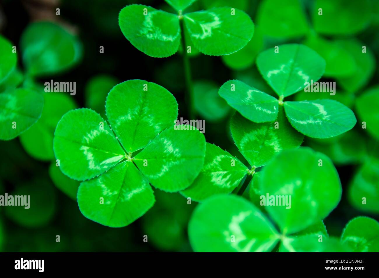 White four-leaf clover are rare and are considered to bring luck Stock ...