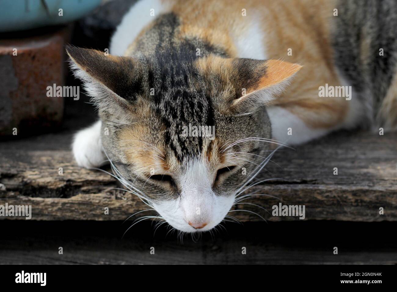 Calico cat lying down and looking down Stock Photo - Alamy