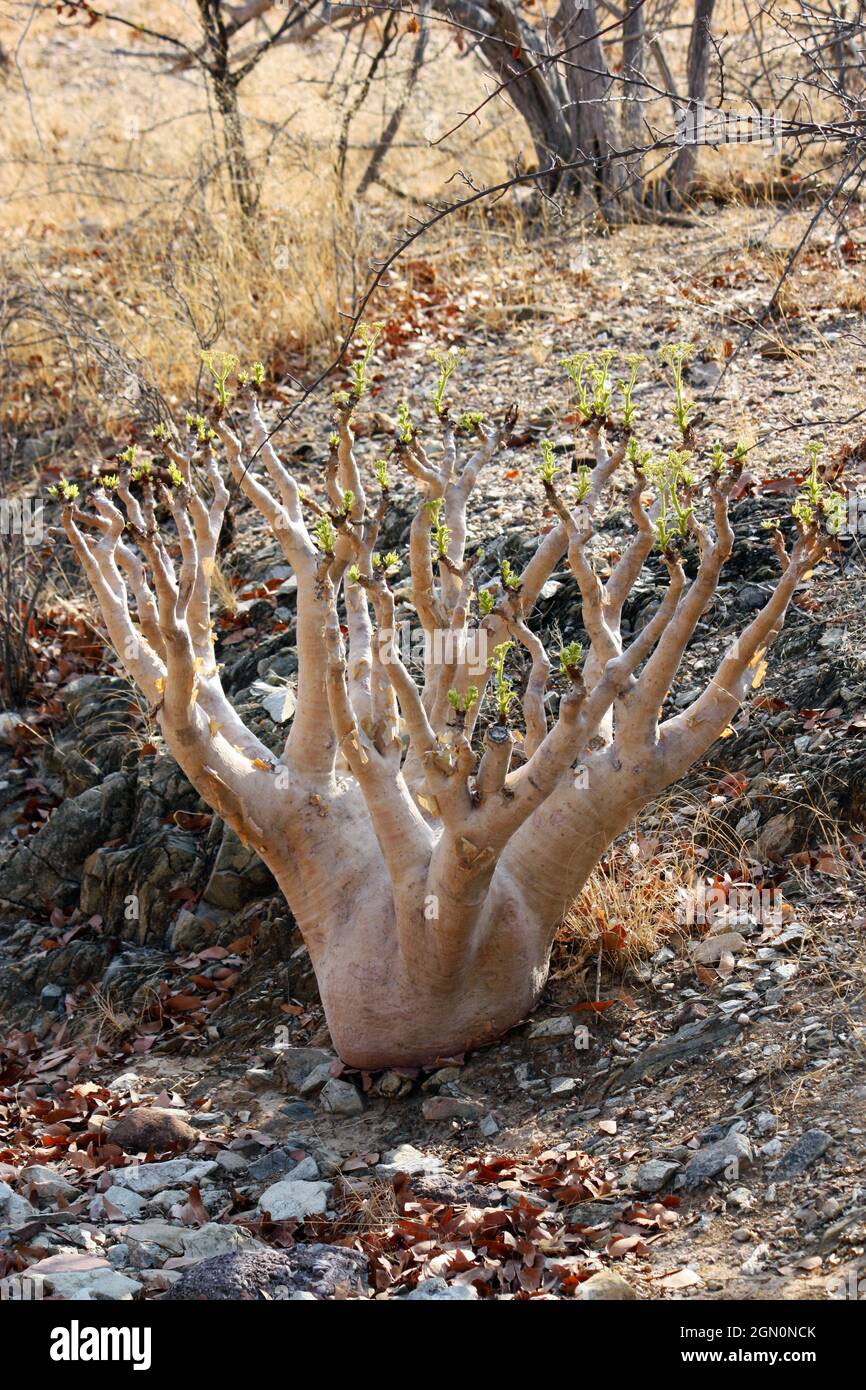 Water storing plant hi-res stock photography and images - Alamy