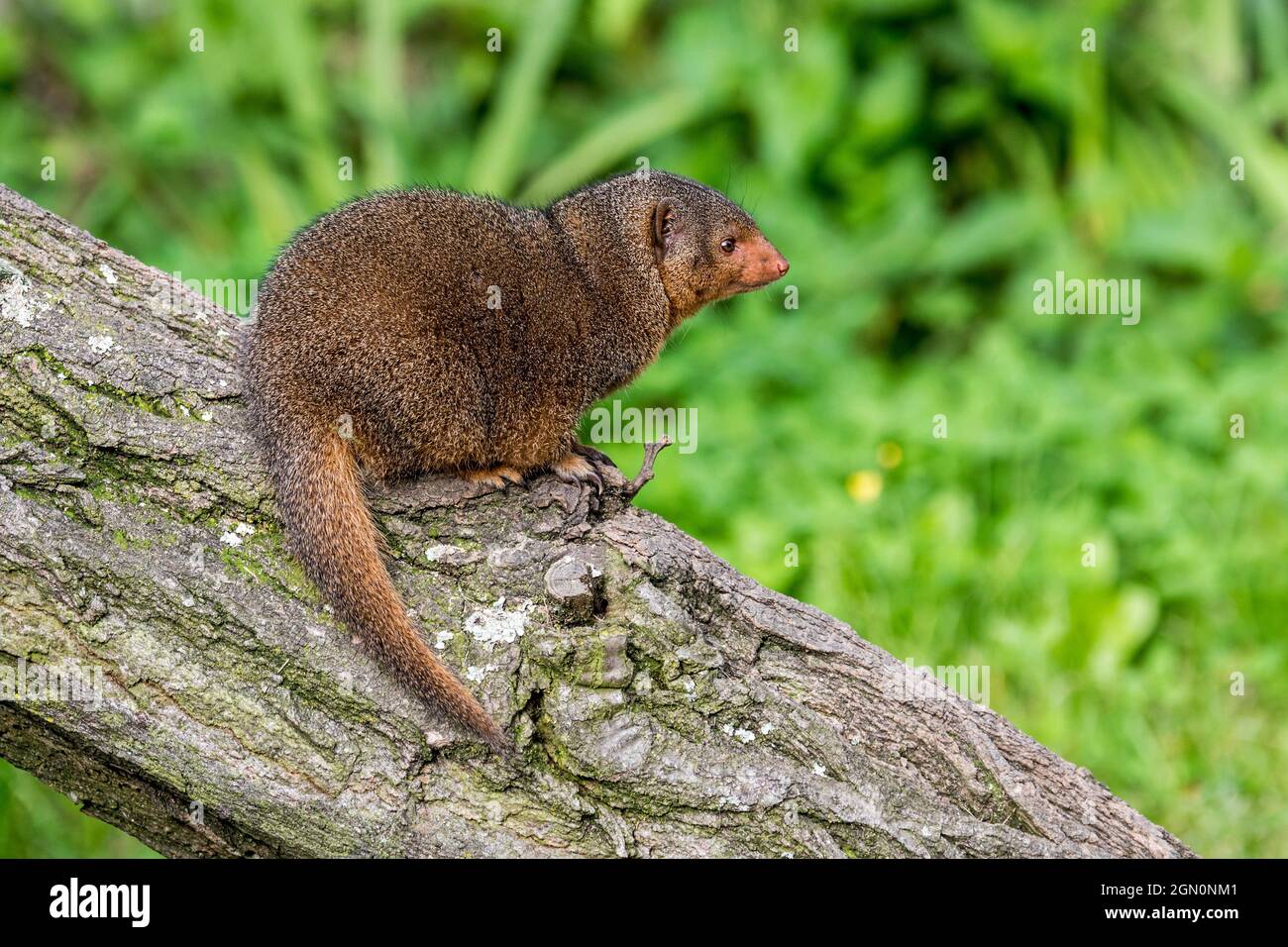 Common dwarf mongoose (Helogale parvula) native to East and southern ...