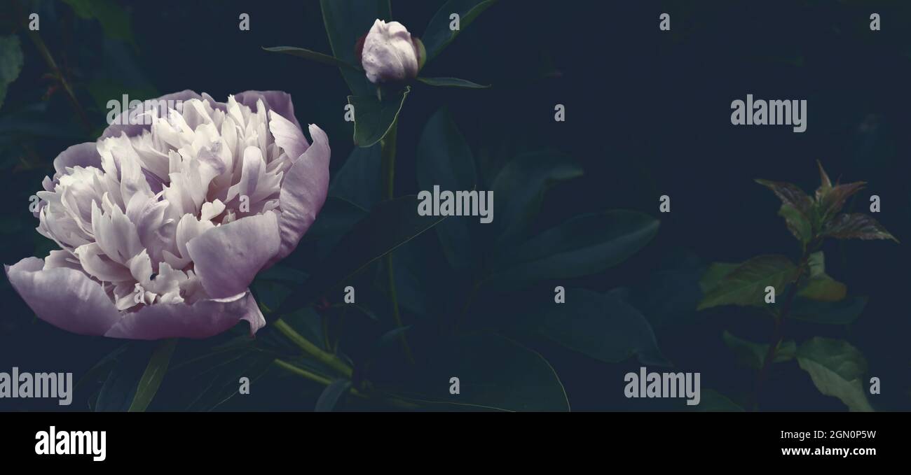 Floral wallpaper with delicate nature. Beautiful flower background in ...