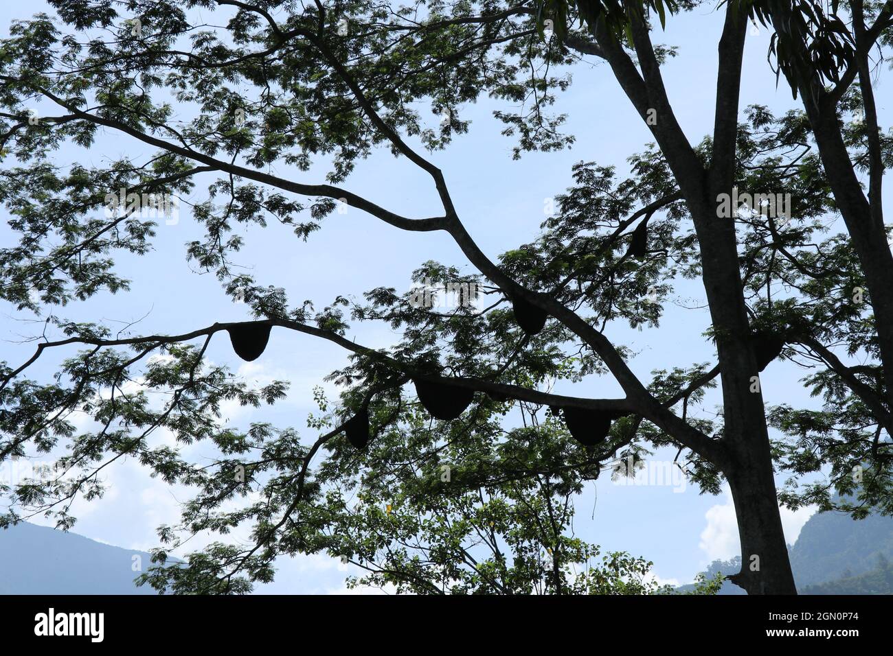 Beautiful view of a tree with wasps nests Stock Photo - Alamy