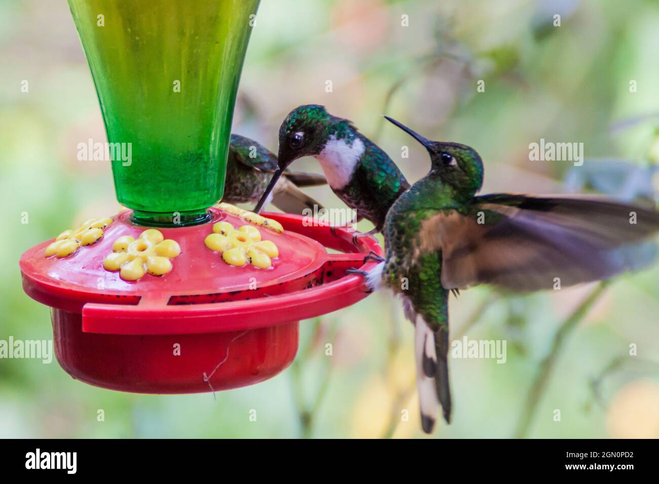 Hummingbirds at the feeder in Cocora valley, Colombia Stock Photo - Alamy