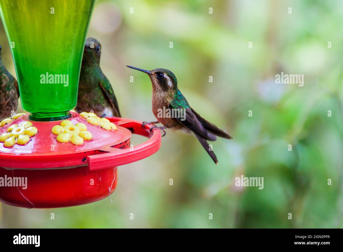 Hummingbirds at the feeder in Cocora valley, Colombia Stock Photo - Alamy