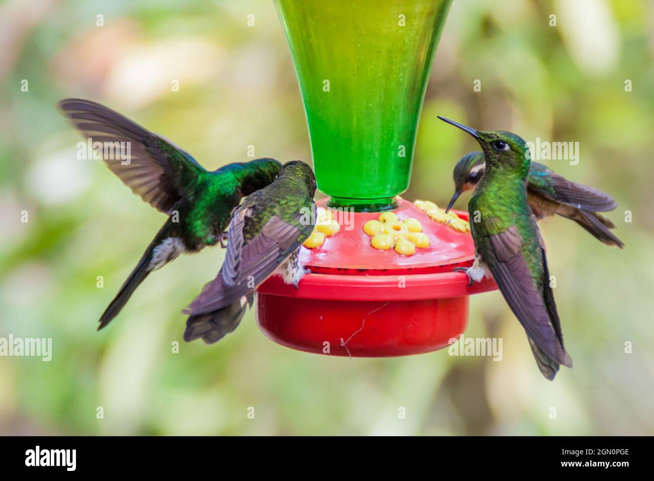 Hummingbirds at the feeder in Cocora valley, Colombia Stock Photo - Alamy