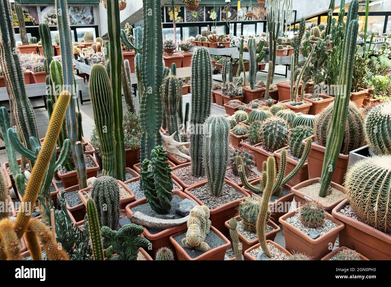 Variety of cactus. Beautiful green background of decorative succulent ...