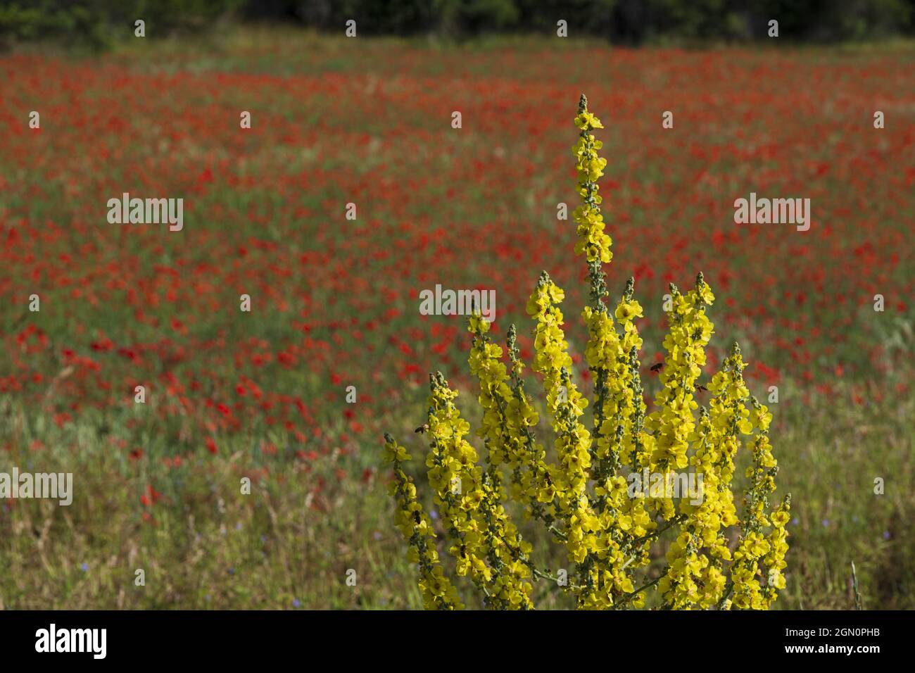 Flowers and an Alpine poppy field in the background Stock Photo - Alamy