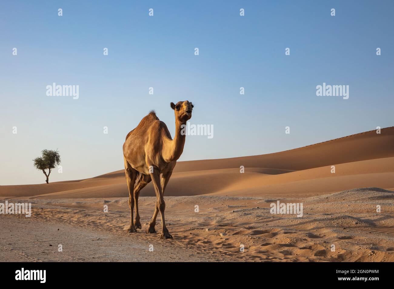 Al khatim hi-res stock photography and images - Alamy