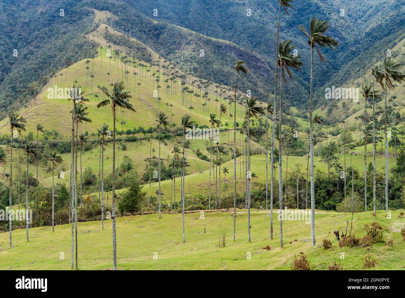 Tall wax palms in Cocora valley, Colombia Stock Photo - Alamy