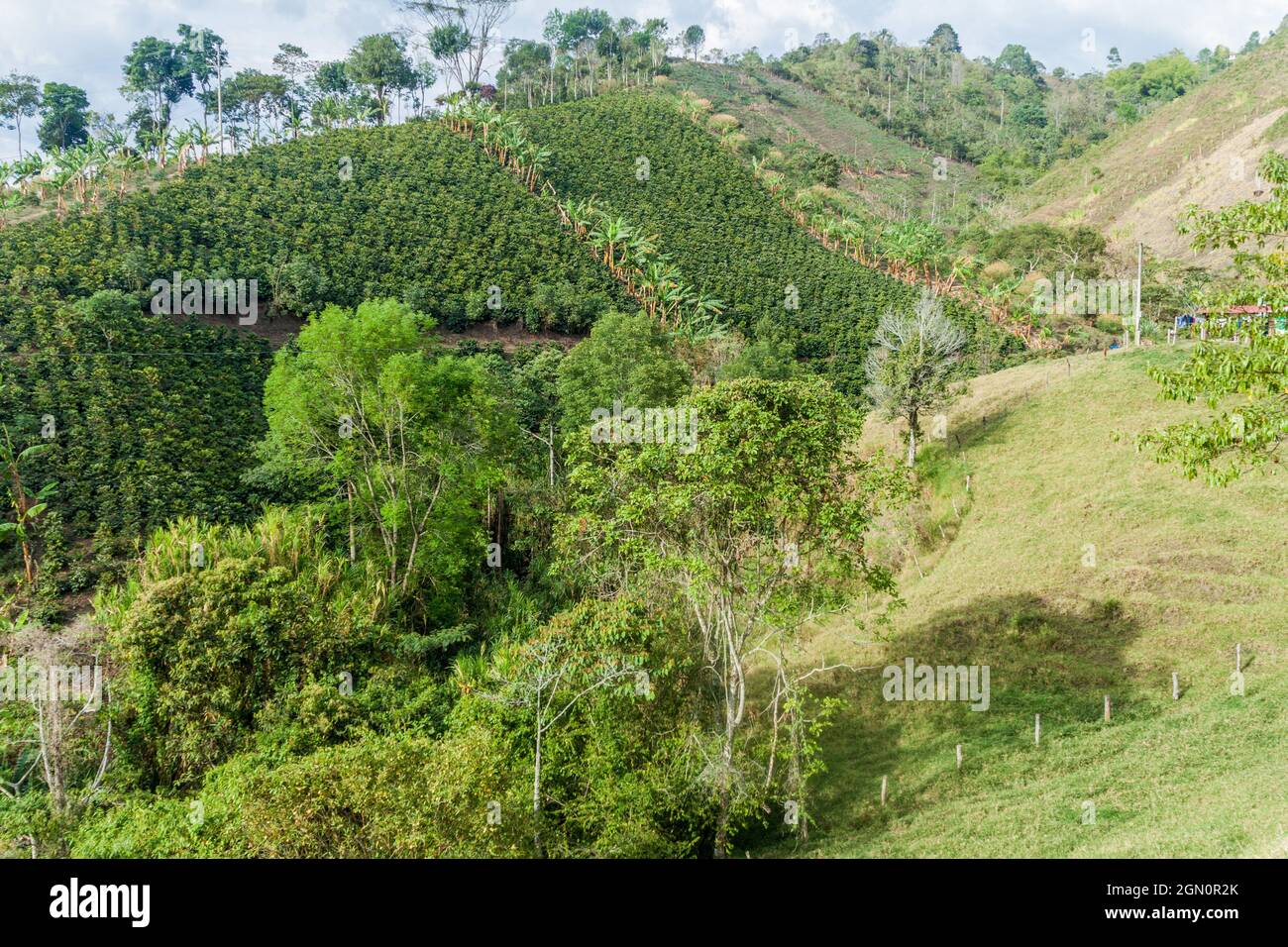 Coffee plantation near Salento, Colombia Stock Photo - Alamy