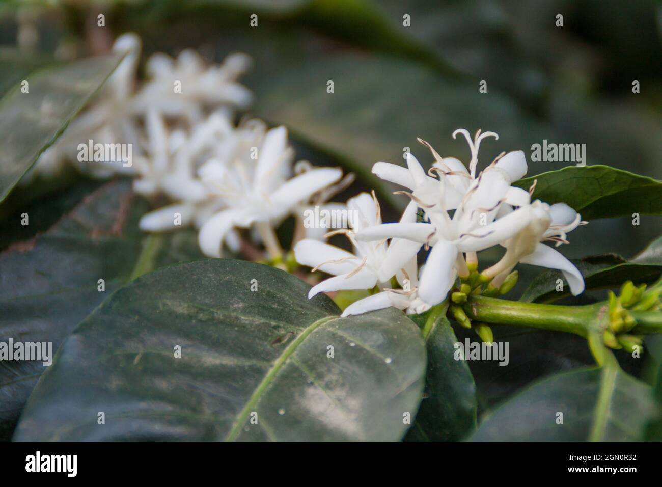 Coffee tree blossom hi-res stock photography and images - Alamy