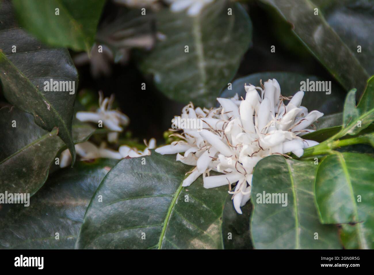 Coffee fruit salento colombia hi-res stock photography and images - Alamy