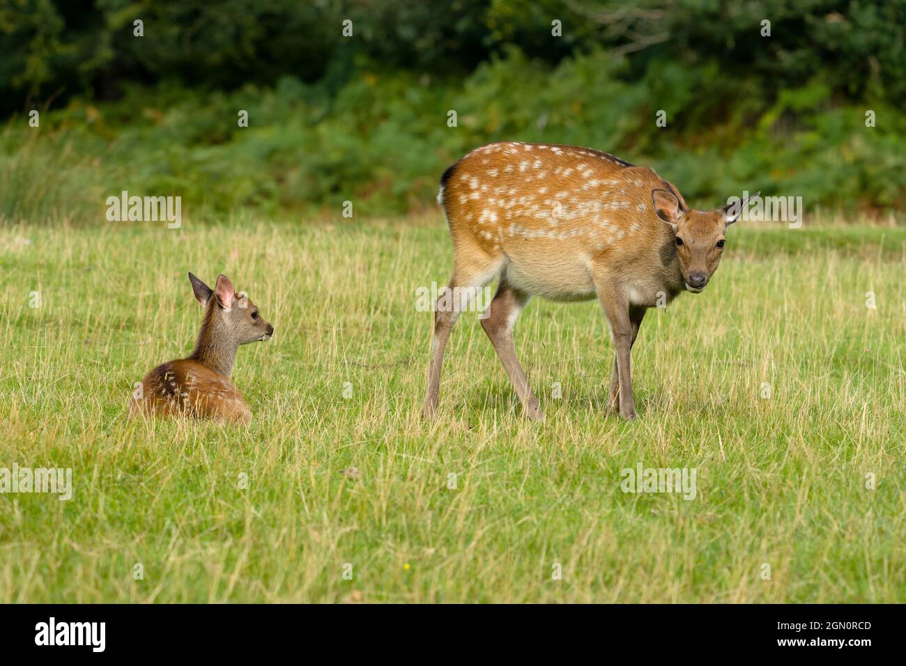 Sika deer, Cervus nippon, single deer, Knole, Kent, September 2021 ...
