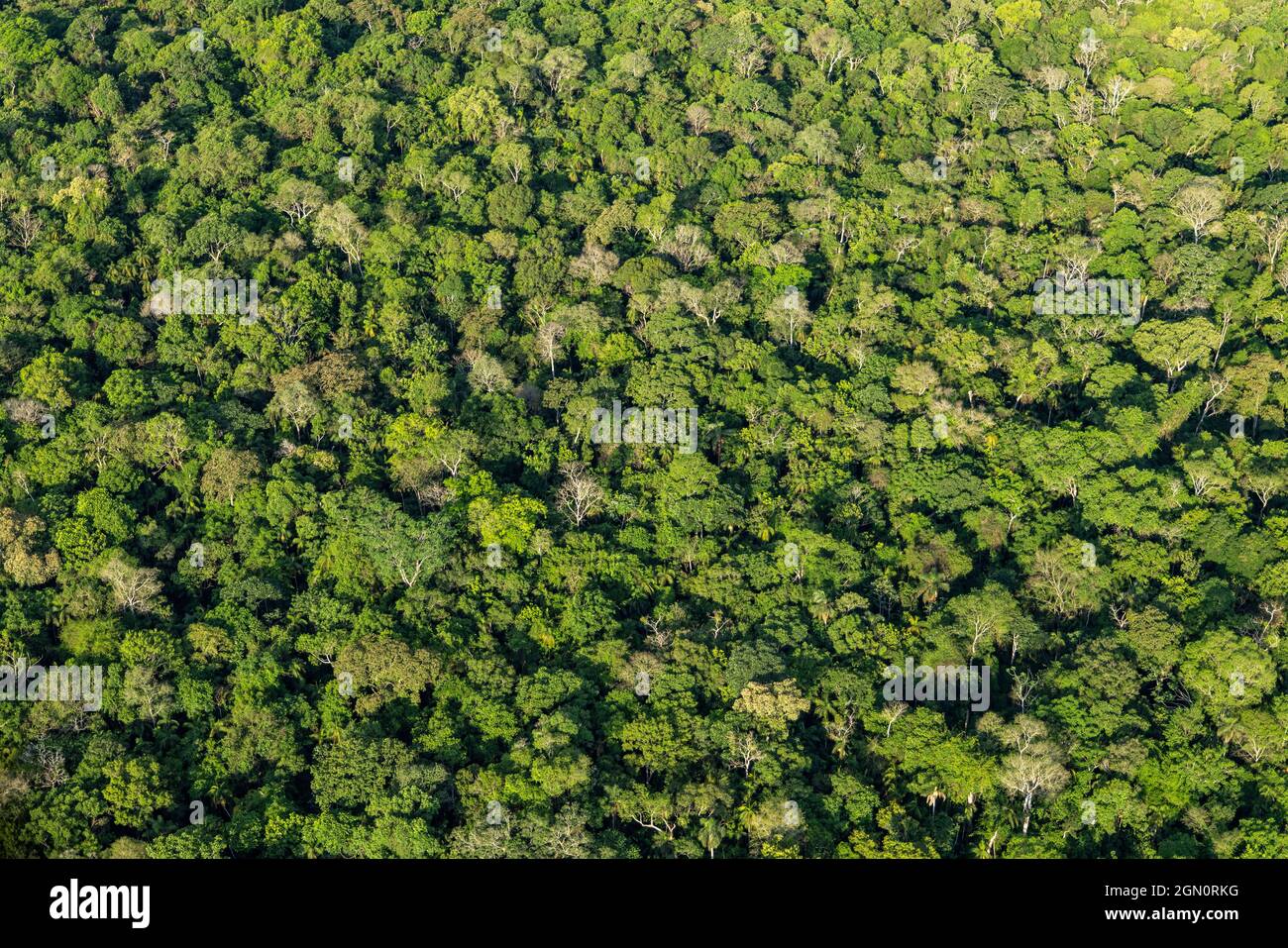 Aerial view of lush tree canopy in the rainforest near Iguazu Falls ...