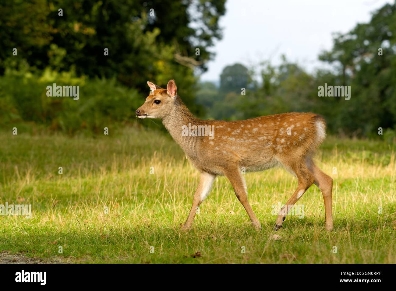 Sika deer, Cervus nippon, single deer, Knole, Kent, September 2021 ...