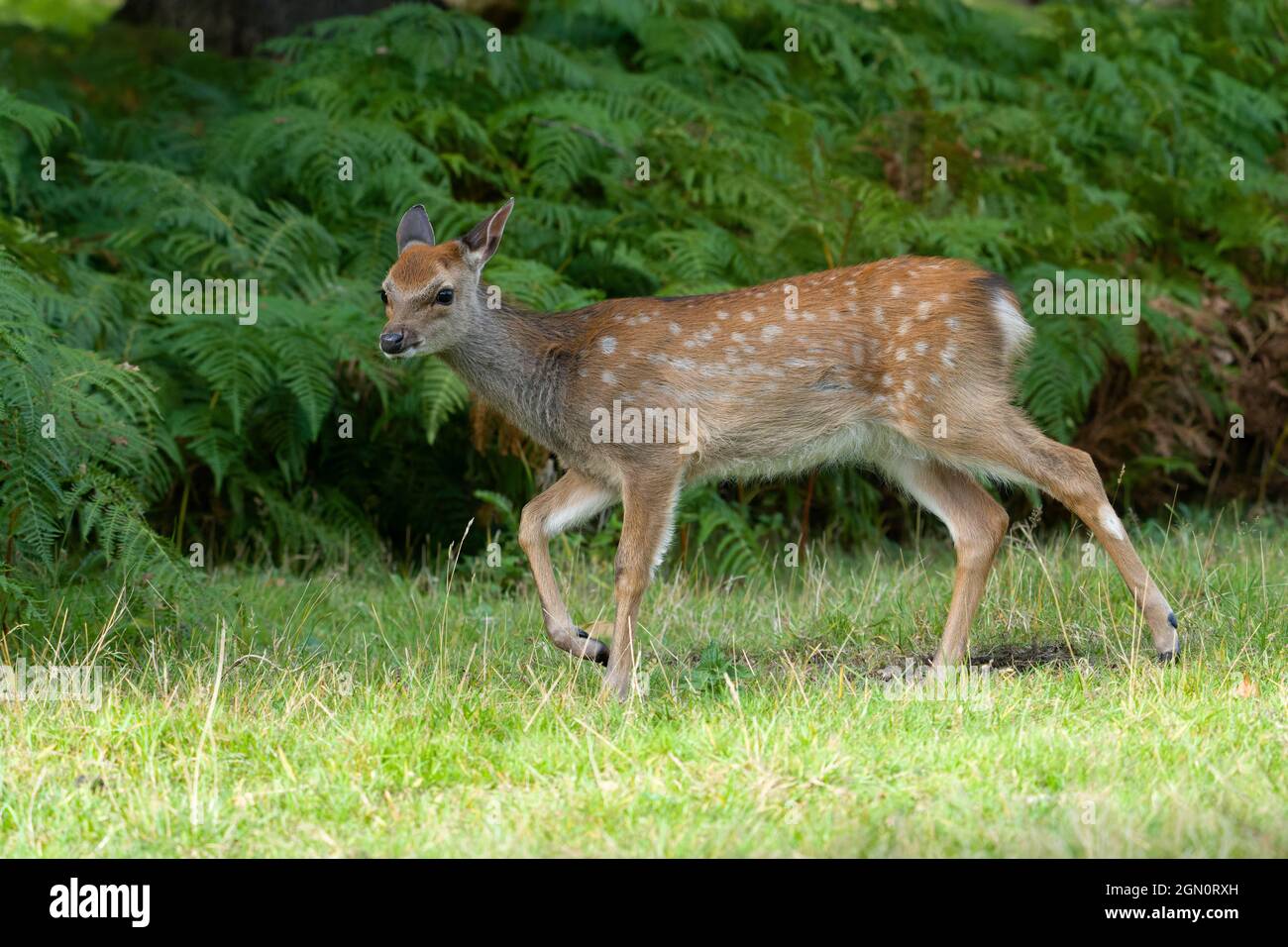 Sika deer, Cervus nippon, single female deer, Knole, Kent, September ...