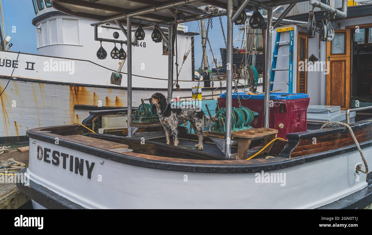 Trawler spaniel hi-res stock photography and images - Alamy