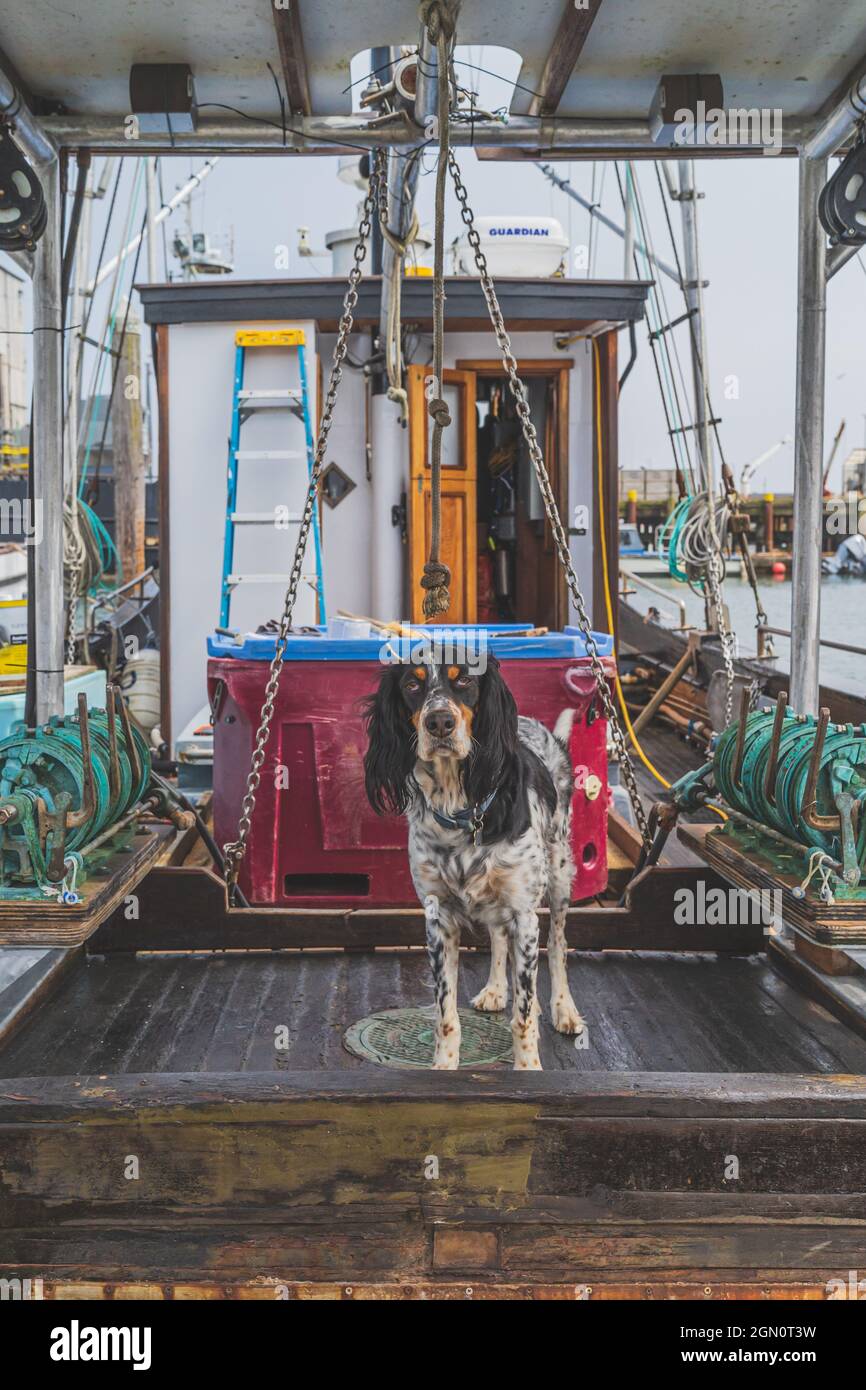Trawler spaniel hi-res stock photography and images - Alamy