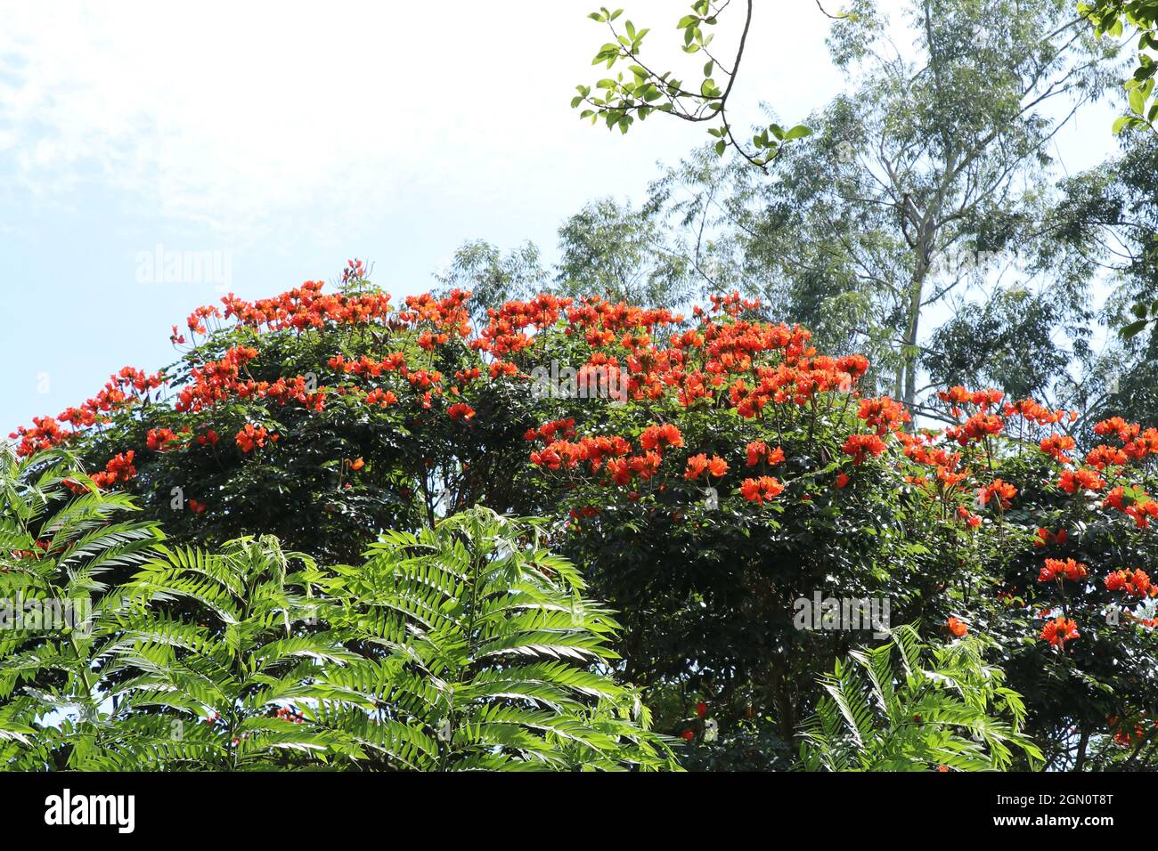Tree full of flowers hi-res stock photography and images - Alamy