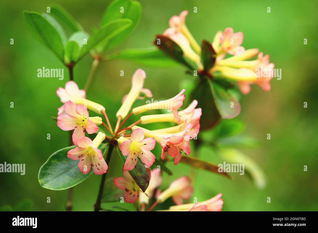 Vireya(Vireya Rhododendron,Tropical Rhododendron) flowers,beautiful ...