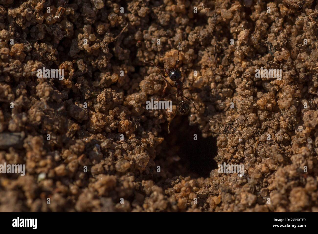 Grain of sand hi-res stock photography and images - Alamy