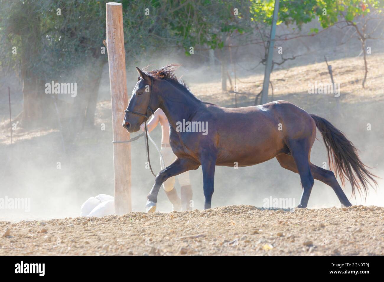 Horse Tied To Pole High Resolution Stock Photography and Images - Alamy