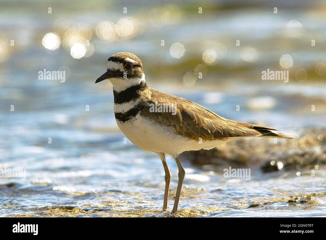 Shore bird image hi-res stock photography and images - Alamy