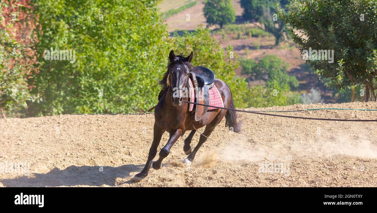 Manege gallop hi-res stock photography and images - Alamy