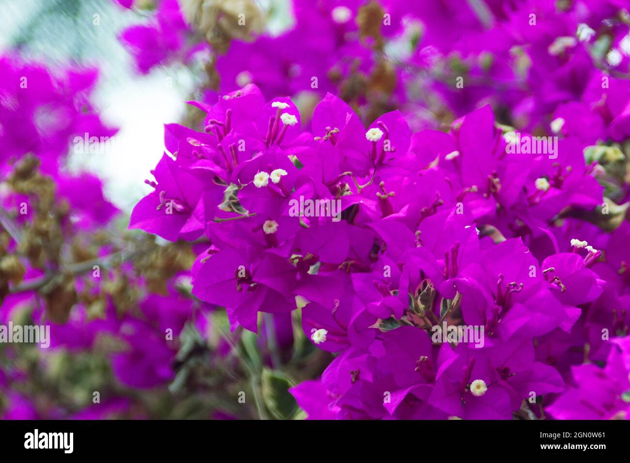 Red flowers (purple bracts) of bougainvillea the upper part of a large ...
