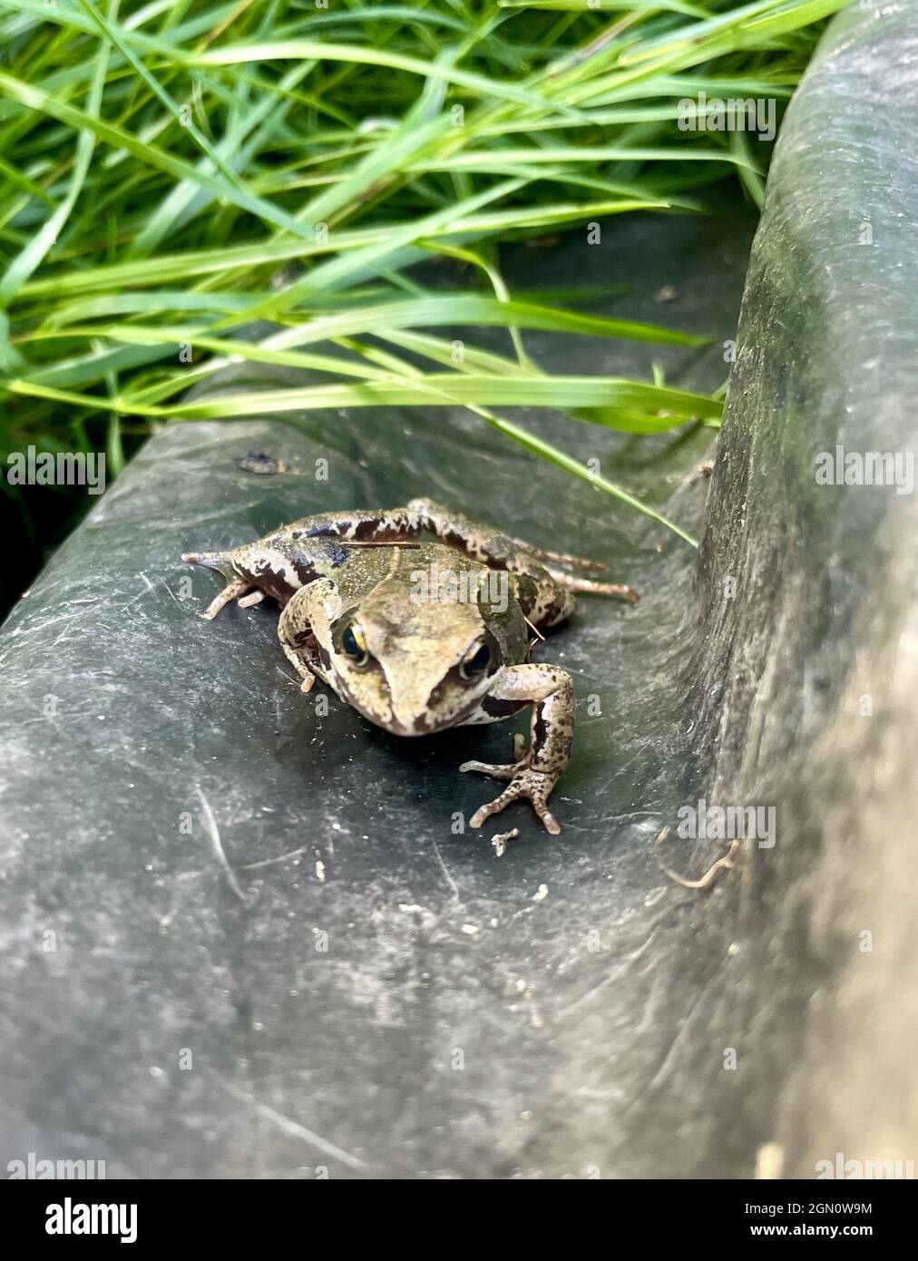 Frog Bench High Resolution Stock Photography and Images - Alamy