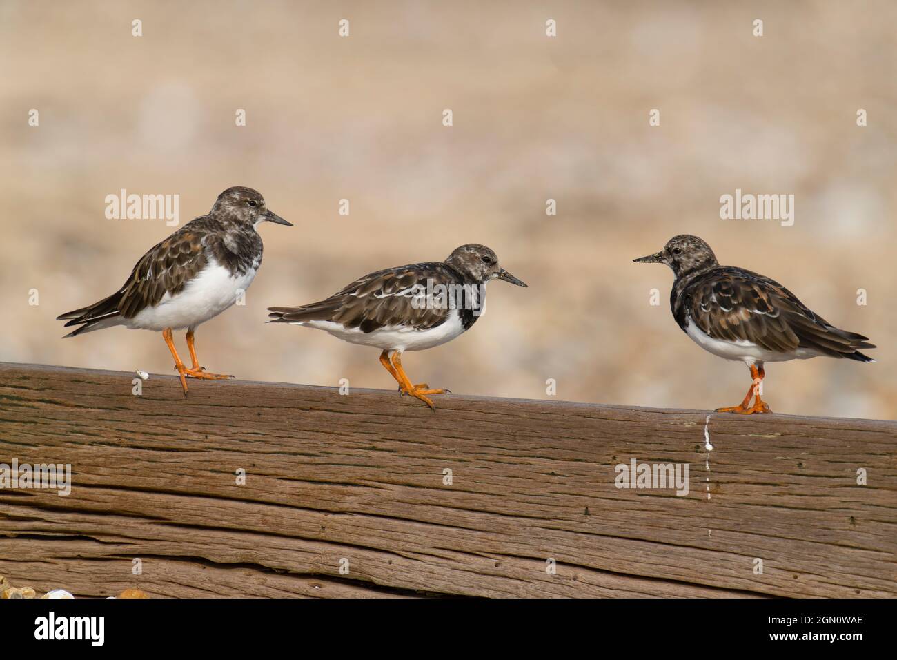 Turnstone, Arenaria interpres, group of birds on groin, Kent, September ...