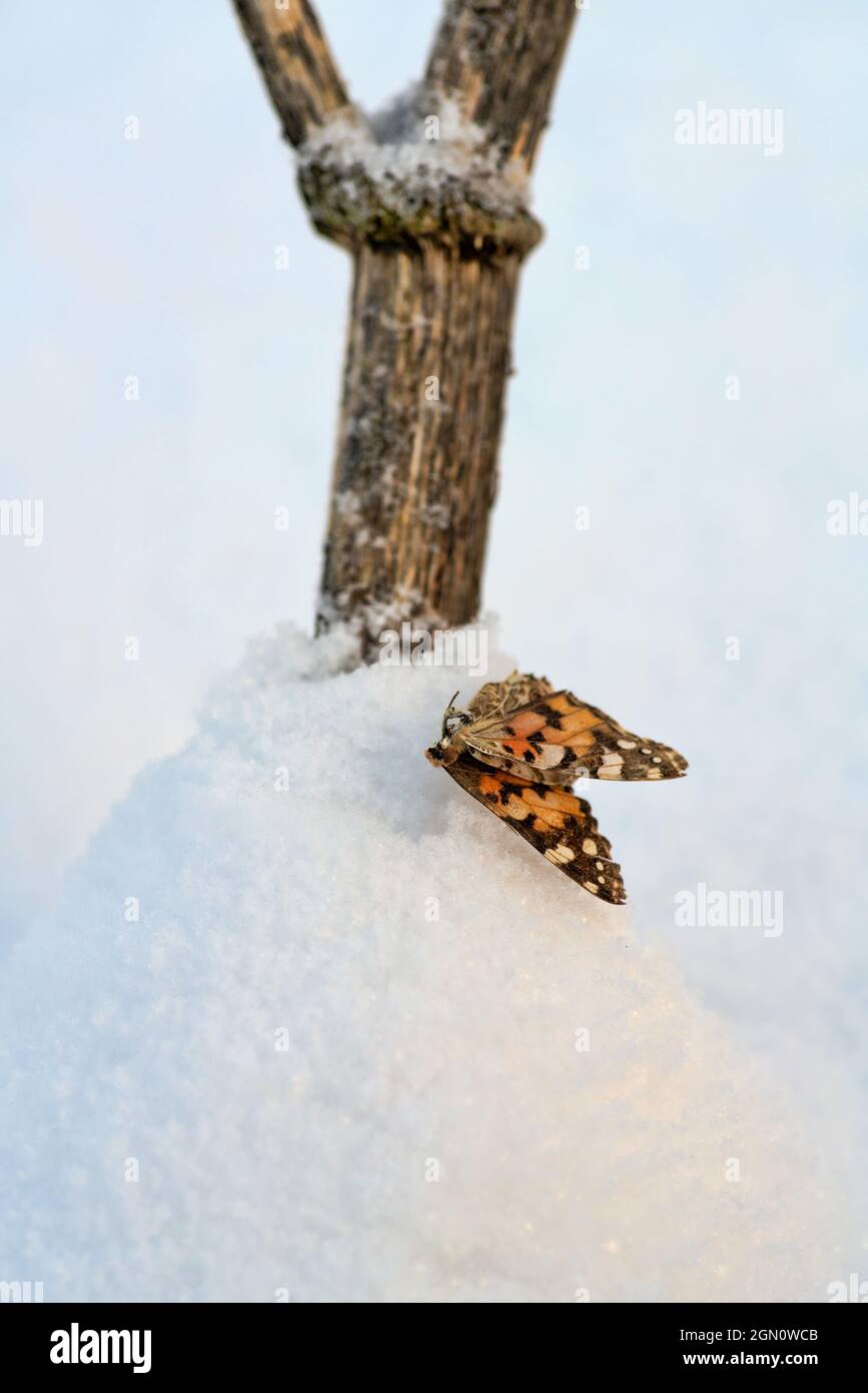 Death of insects. Winter is not compatible with life of environment ...