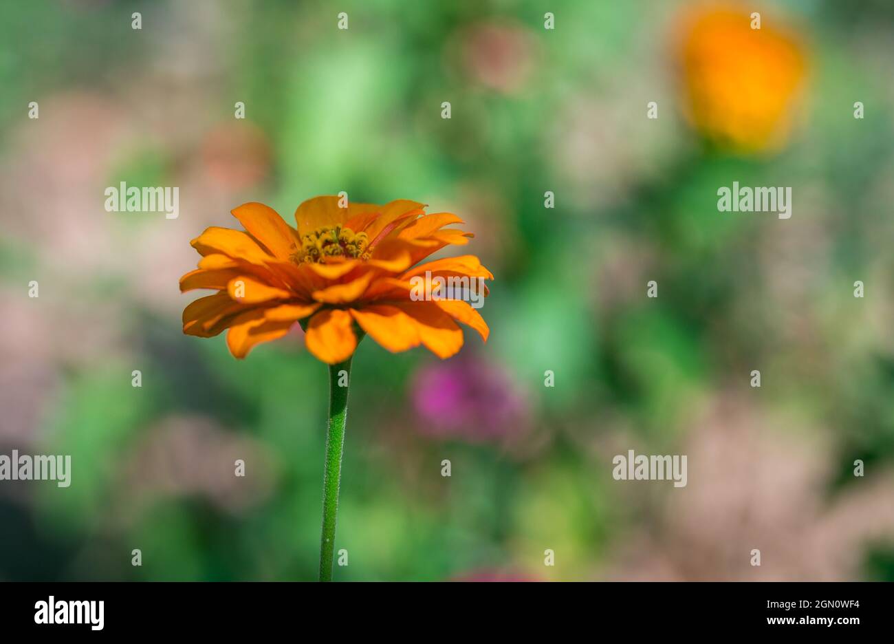 Beautiful garden flowers in colorful autumn colors on a background of bokeh Stock Photo - Alamy