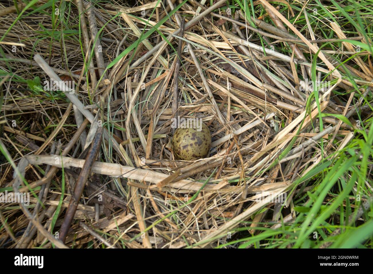 Made for birds to build nests hi-res stock photography and images - Alamy