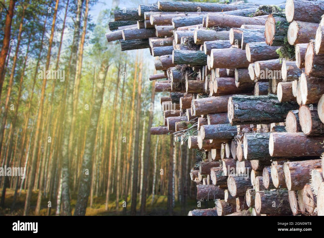 Trunks of felled trees are prepared for transportation on timber truck ...