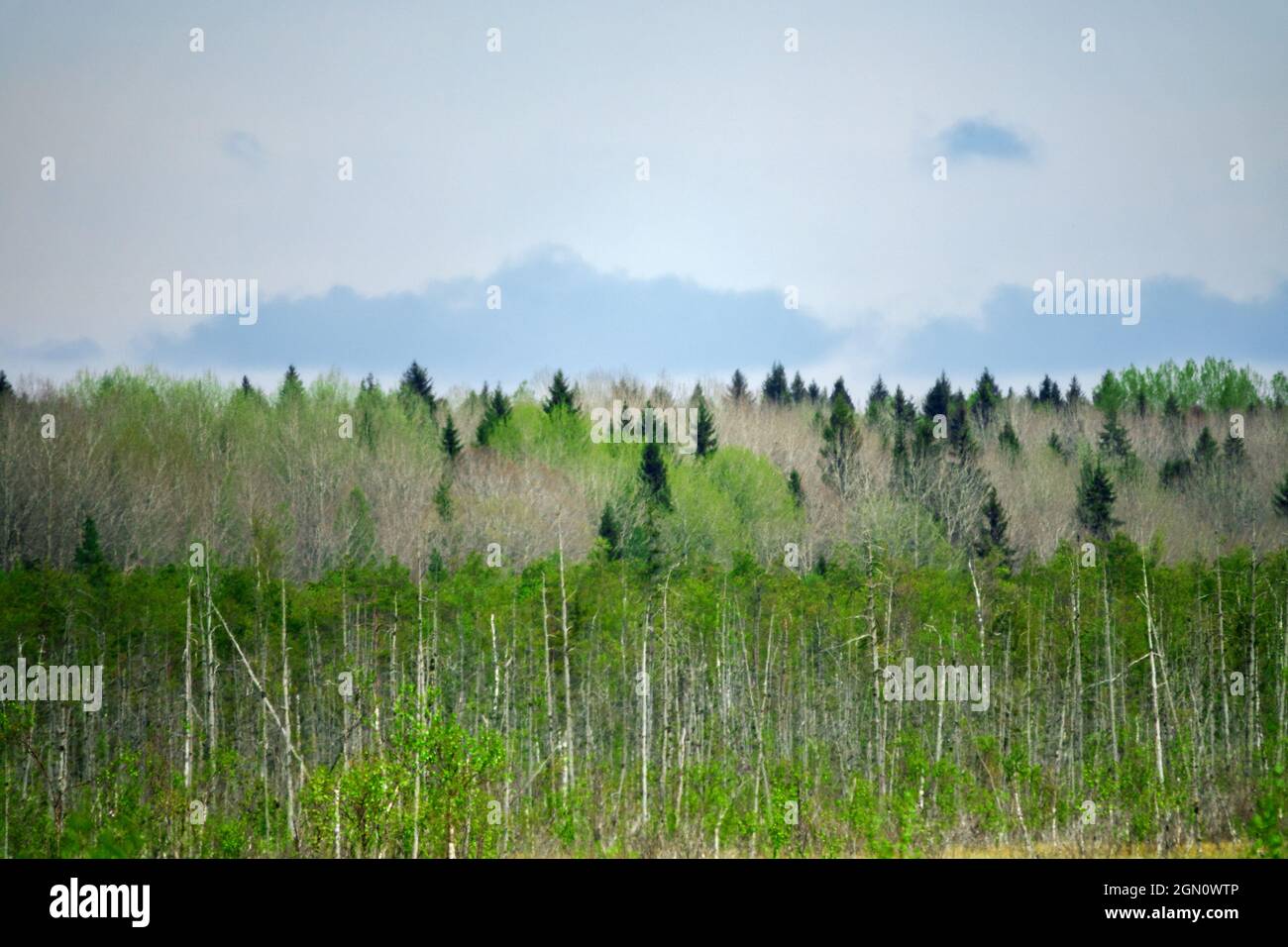 Boreal forests. Mixed forest on outskirts of high bog in springtime: in ...