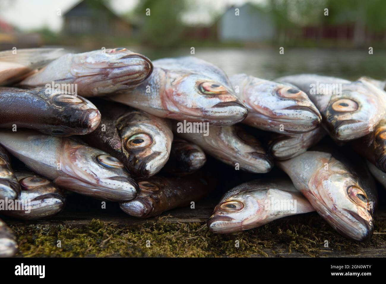 Good catch. Sabrefish (Pelecus cultratus). Silver fish lie on an old ...