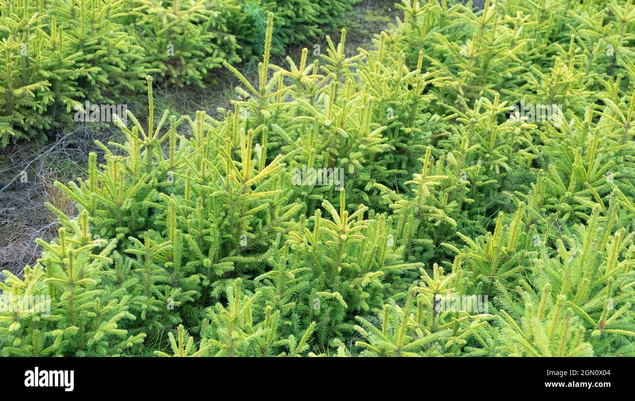 Forest nursery for growing spruce seedlings. Eastern Europe forestry ...