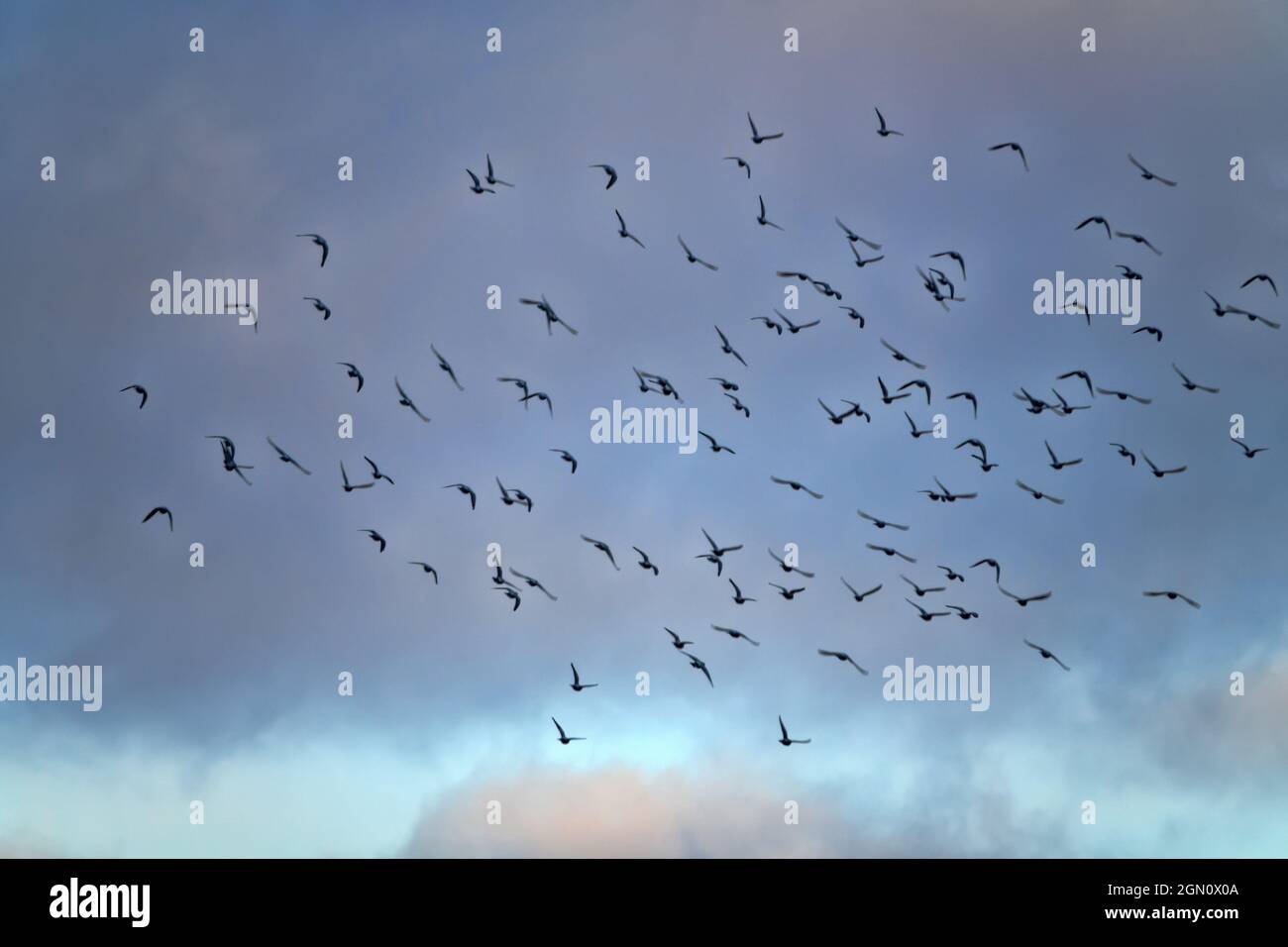 Large flock of pigeons in sky. Bird clusters and birds in flight are ...