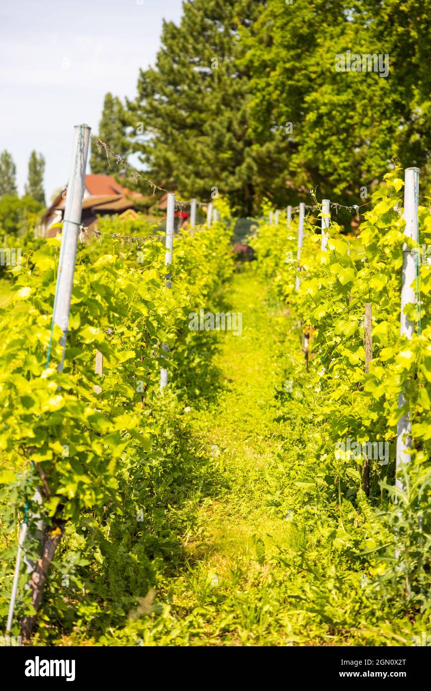 Vertical shot of a vineyard on the background of a tree and the sky ...