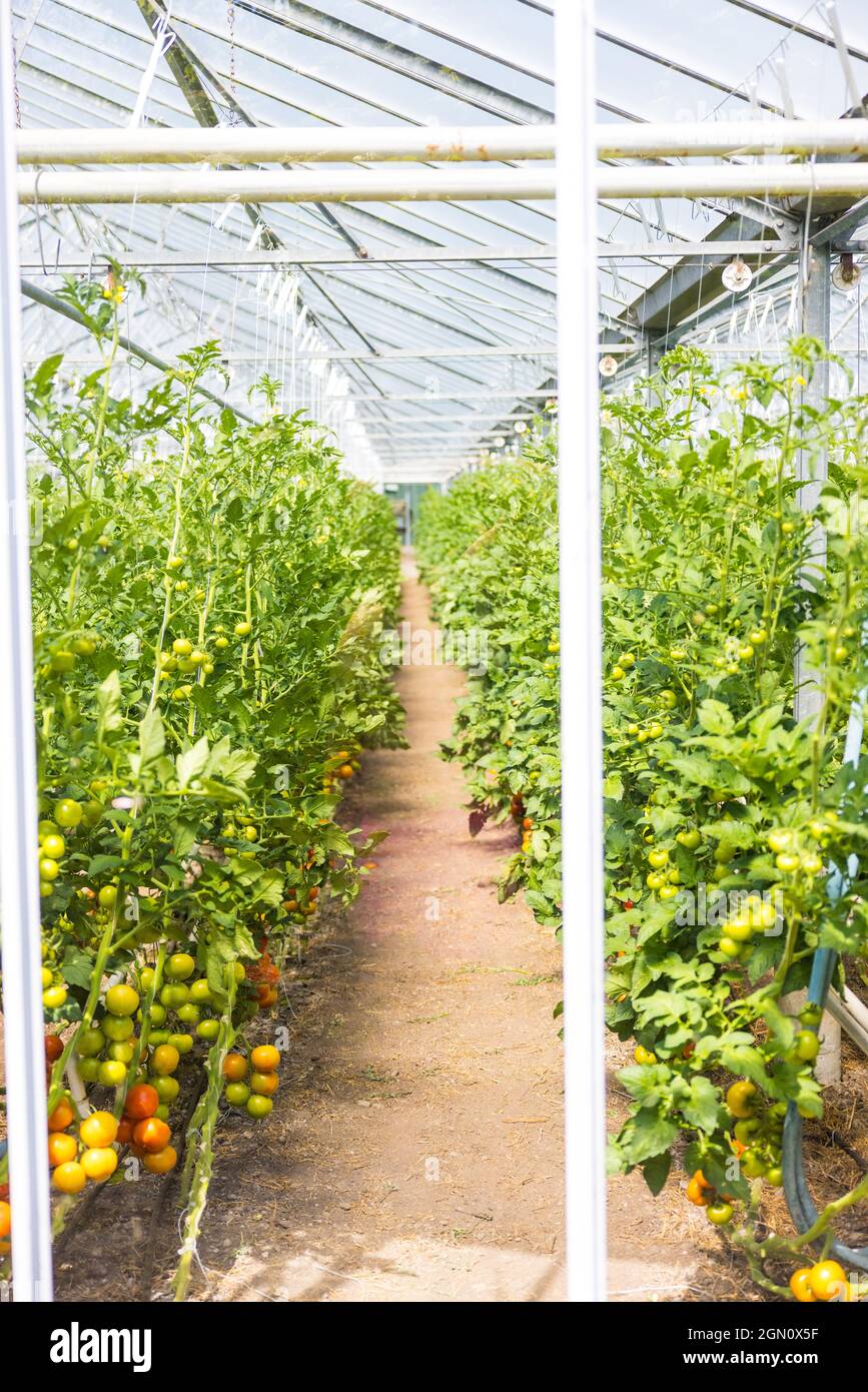 Shot of rows of tomato plants growing inside a greenhouse Stock Photo ...