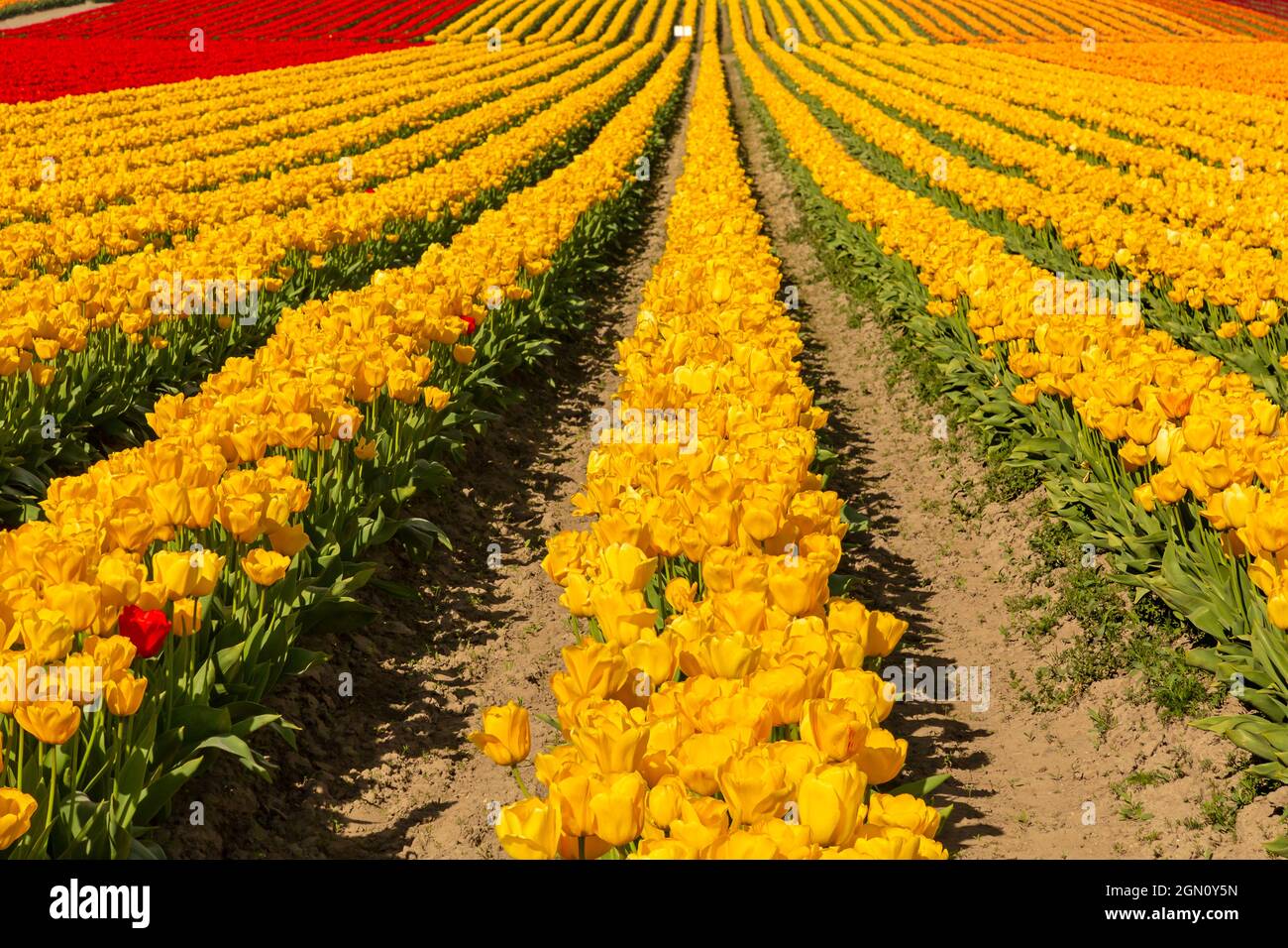 WA19640-00...WASHINGTON - Colorful field of tulips at the RoozenGaarde ...