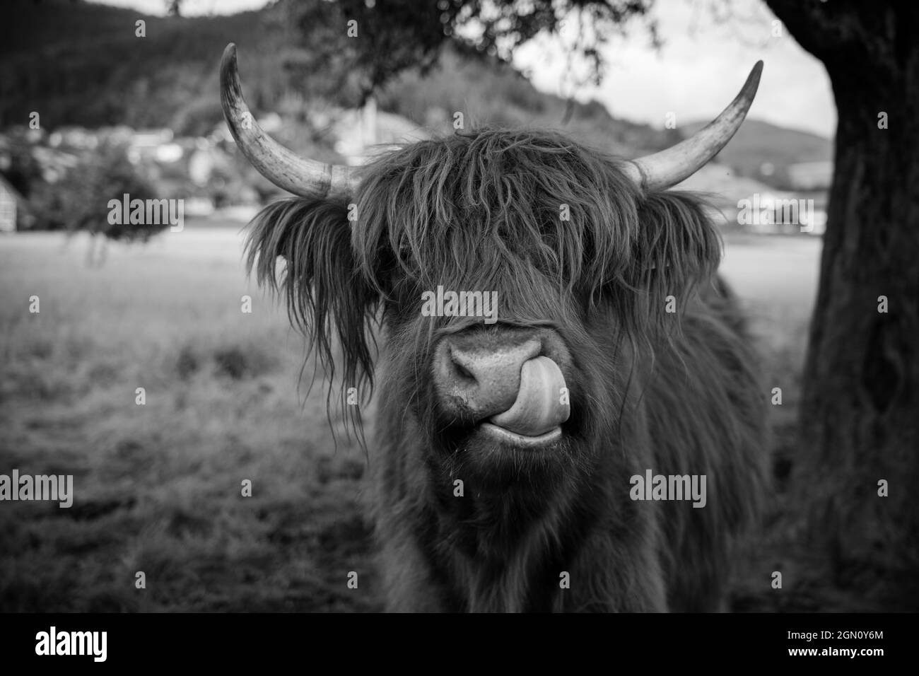 highland cow on meadow in kinzig valley, black forest, germany Stock ...