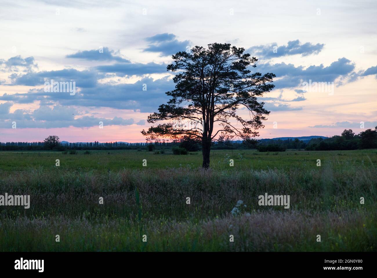 Silhouette of a lonely tree in the middle of a rattle field at sunset ...