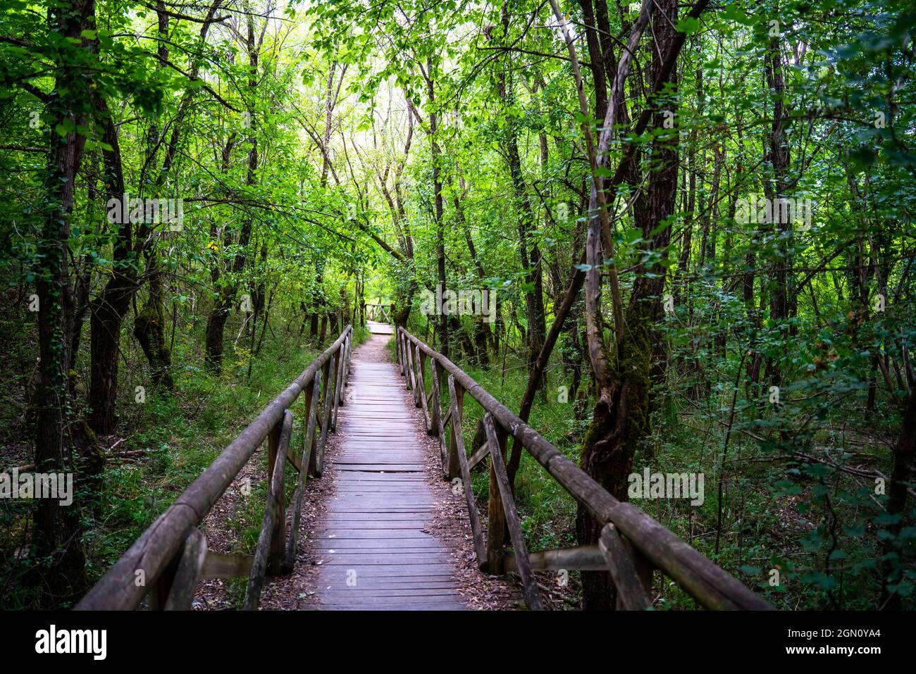 Wooden path into the forest Stock Photo - Alamy