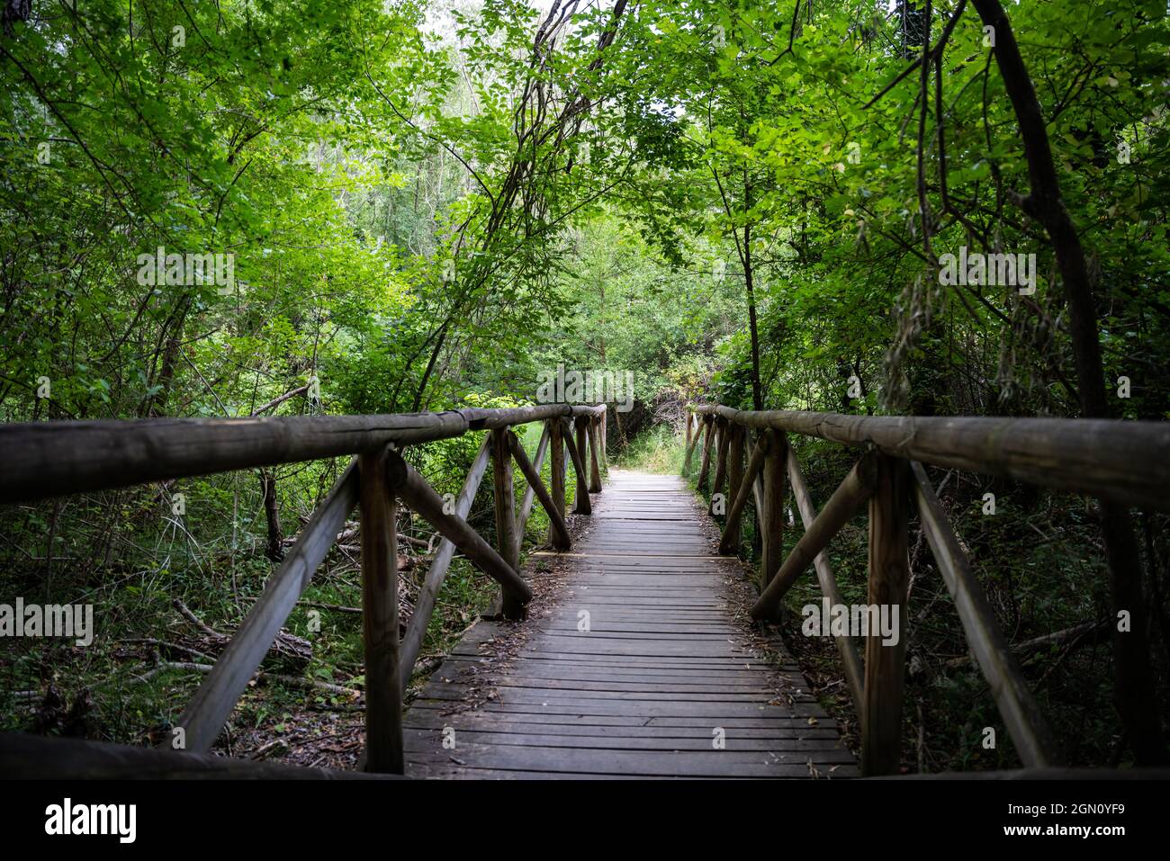 Wooden path into the forest Stock Photo - Alamy
