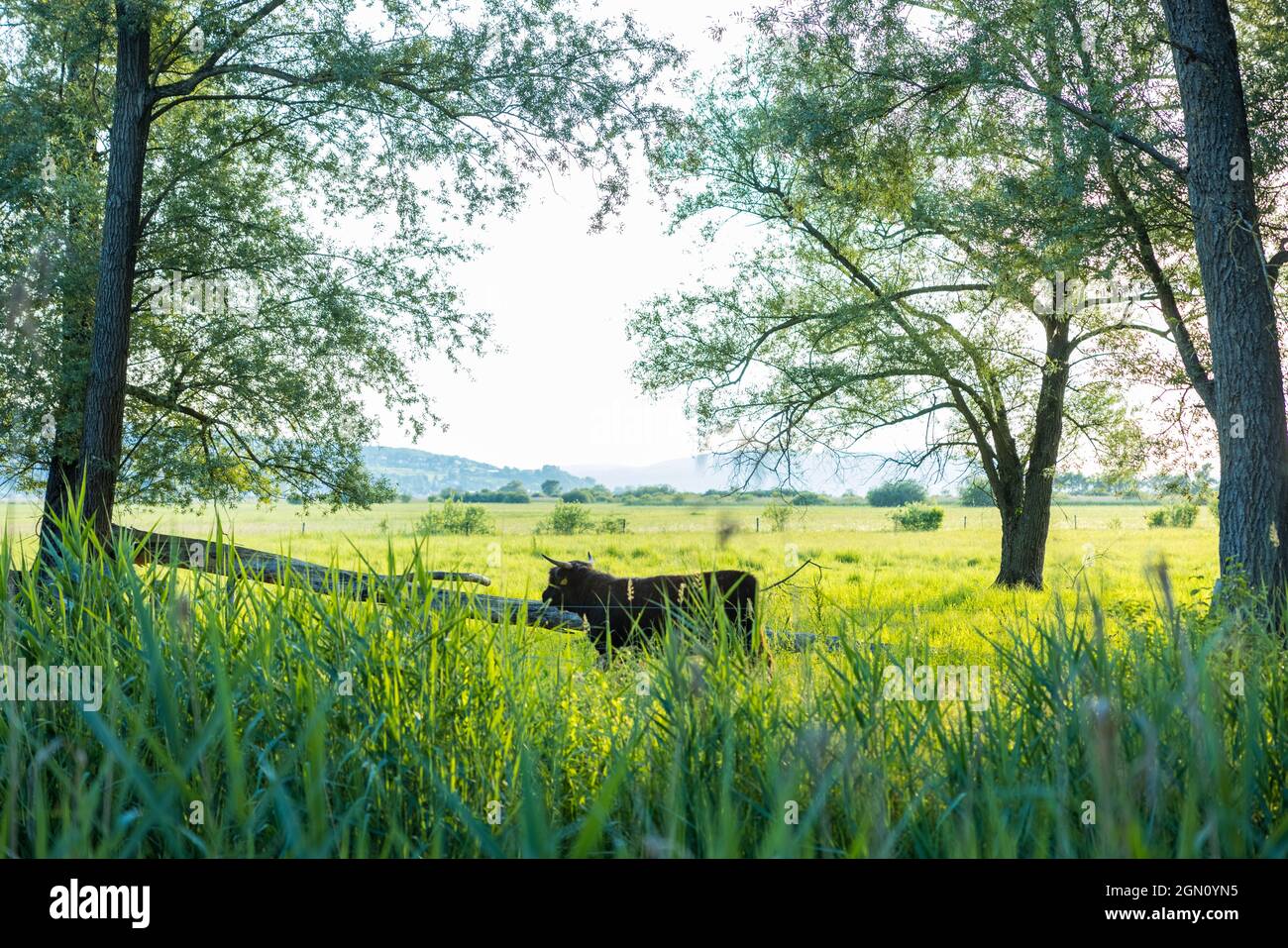 Buffalo in the grass in the nature reserve Stock Photo - Alamy